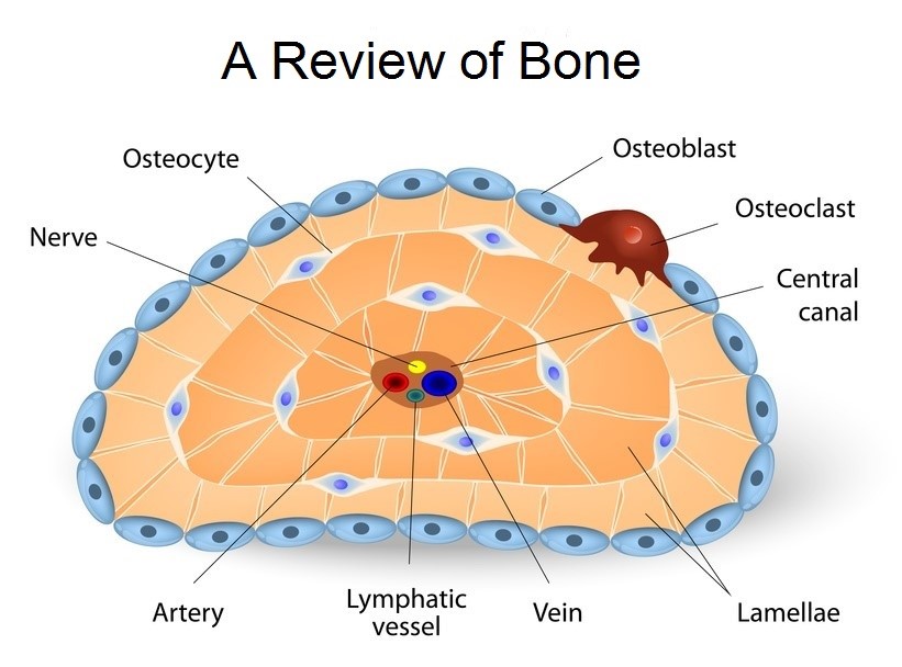 Bone Doctor Osteocytes Louisville Orthopedic Surgeon